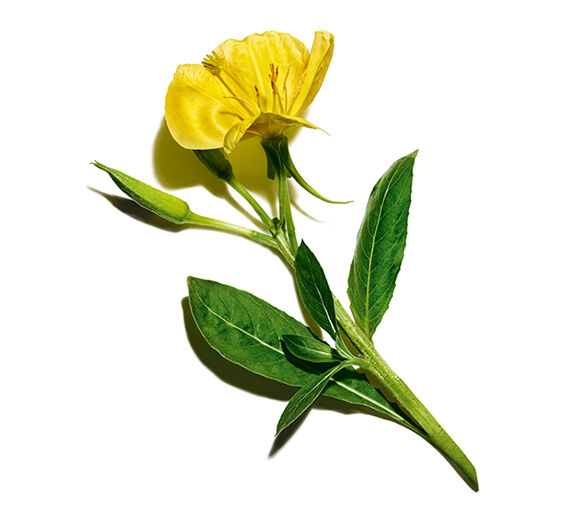 Evening primrose | CLARINS®