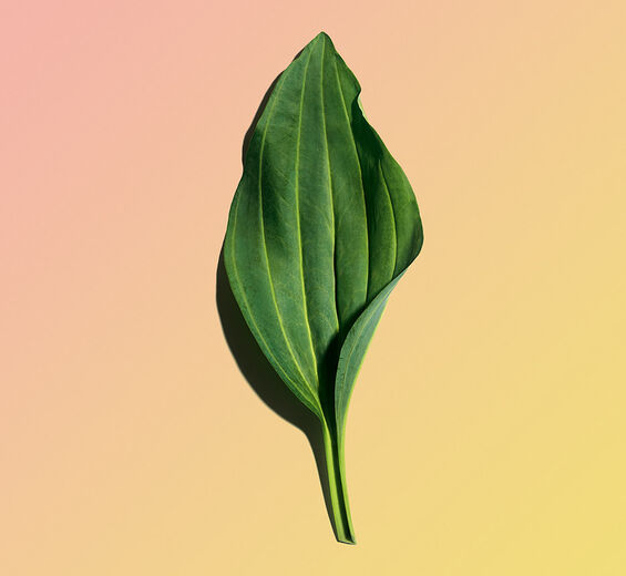 Golden Gentian | CLARINS®