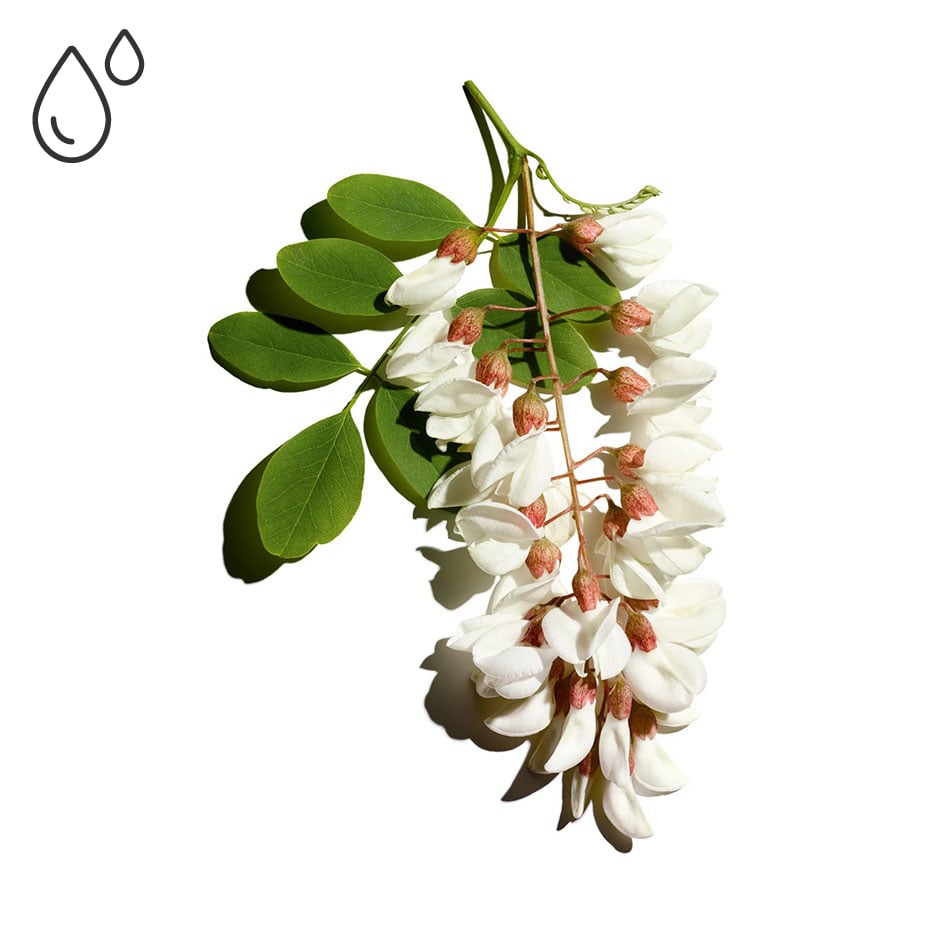 Herbarium | CLARINS®