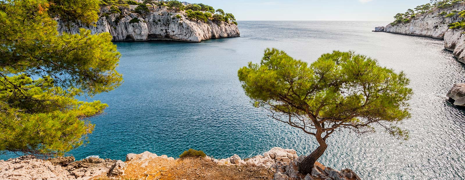 Maritime pine - A large tree with benefits that measure up - Clarins